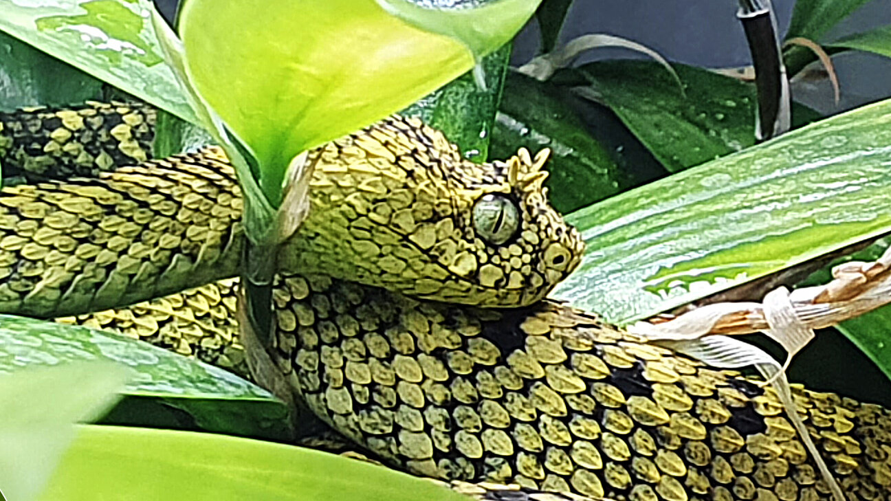 Giftschlangen